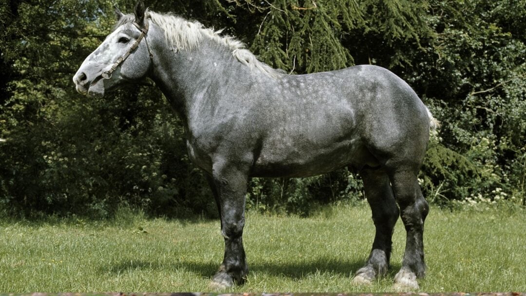 Percheron Horse Breed Guide: Traits, History, Uses, And Care