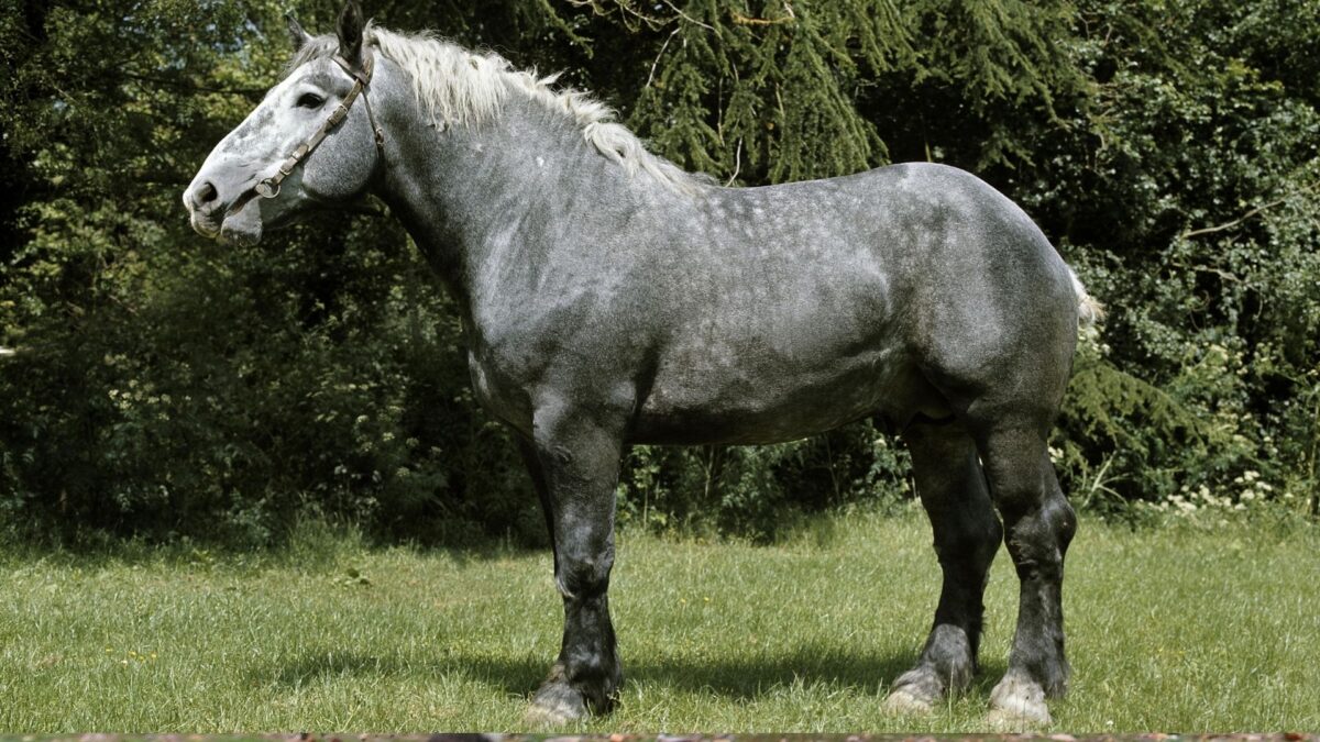 The Ultimate Guide To Gray Horses: Understanding Their Color