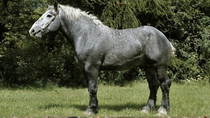 Percheron Horse Breed: Facts, Traits, And Owner's Guide