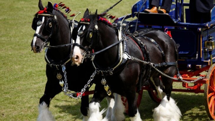 The Shire Horse Breed: History, Characteristics, And FAQs.