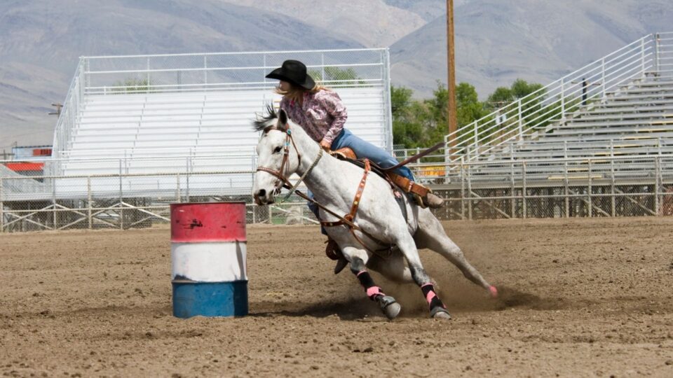 Top 10 Best Horse Breeds For Every Rider's Needs