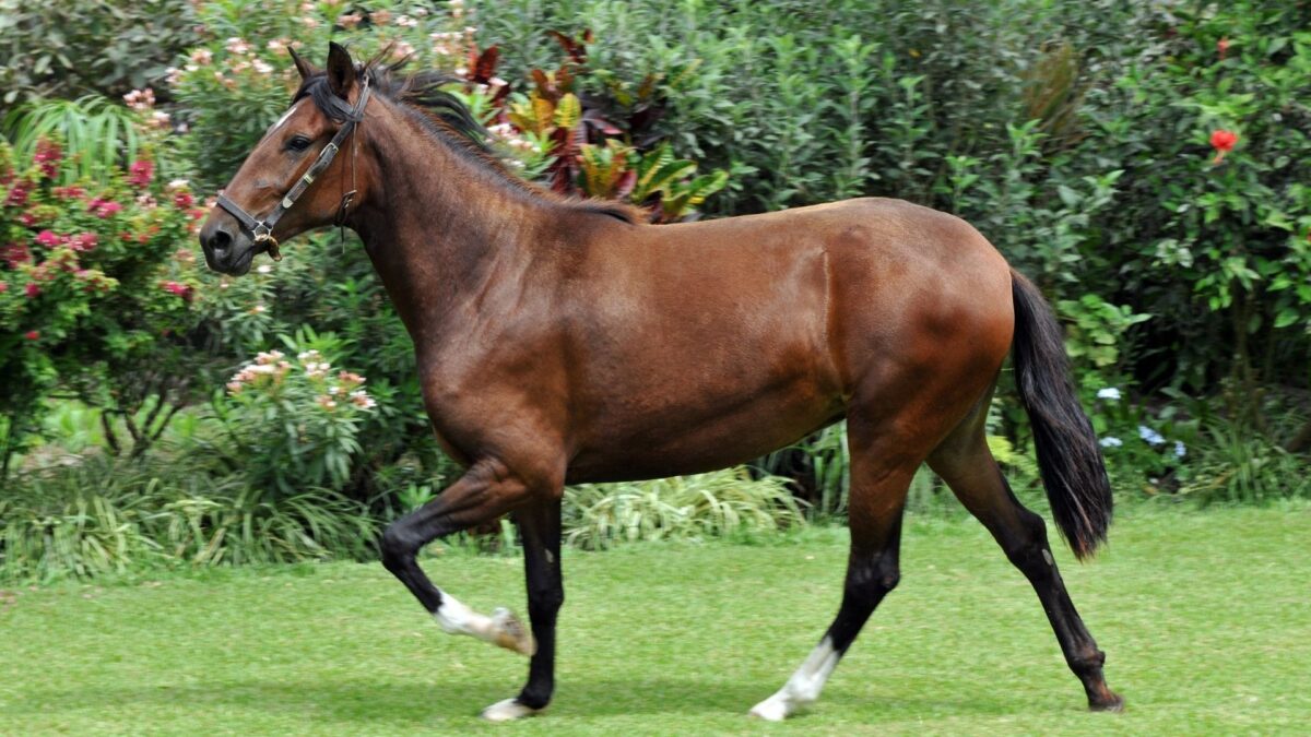 Equine Speed Mechanics: A Guide To Fast Horses