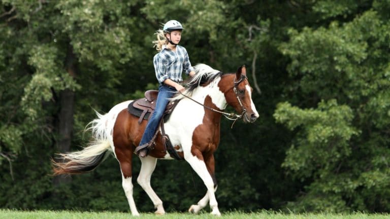 Why Do Horses Let Humans Ride Them? 3 Primary Reasons