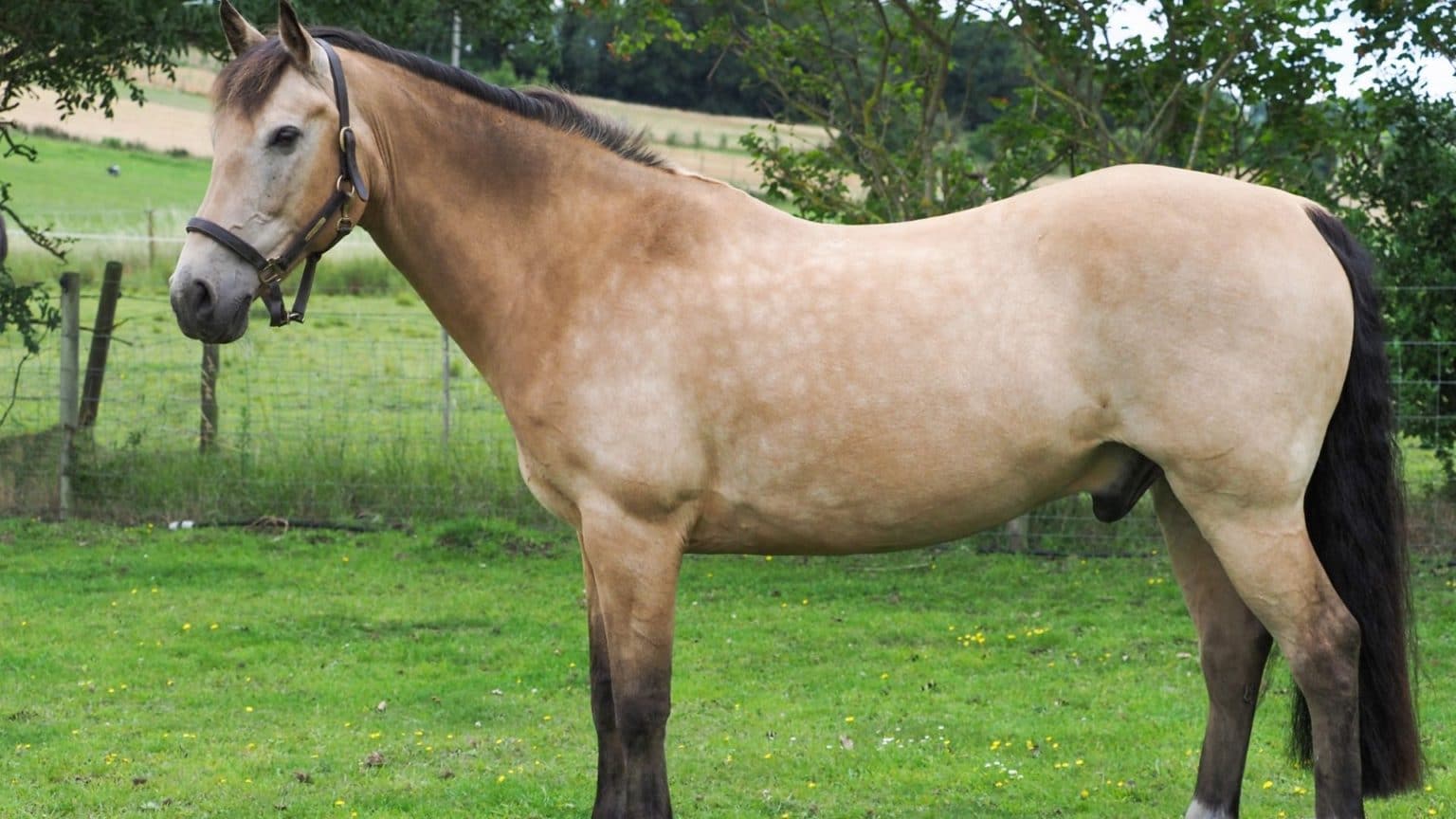 101 Good Names For Dun Horses: Males, Females, And Red Duns