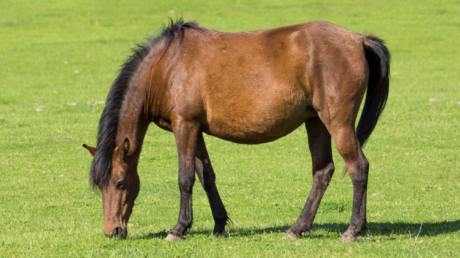 How Long It Takes A Horse To Give Birth- The Foaling Process