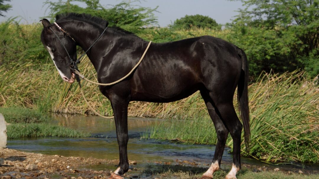 Native Horse Breeds Of India: 7 Fascinating Facts