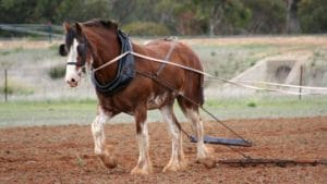 Draft Horses Guide: Best Uses, Breeds Comparison & Ownership