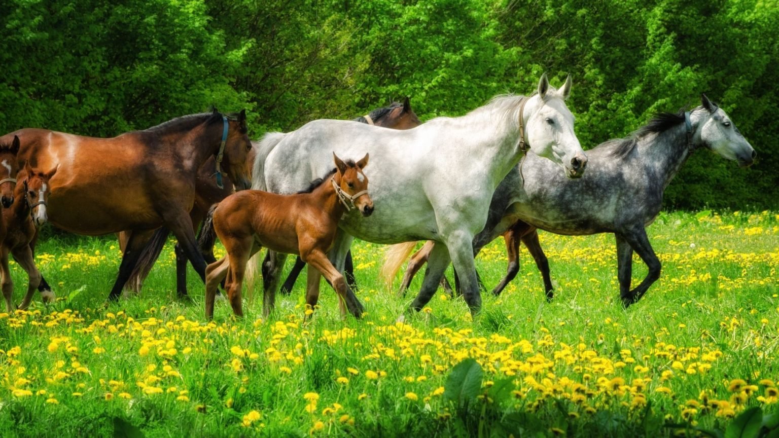 The Origin, History, and Uses of the Horse in Europe.