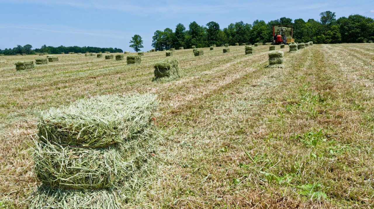 Cost Of A Bale Of Hay: What You'll Really Pay