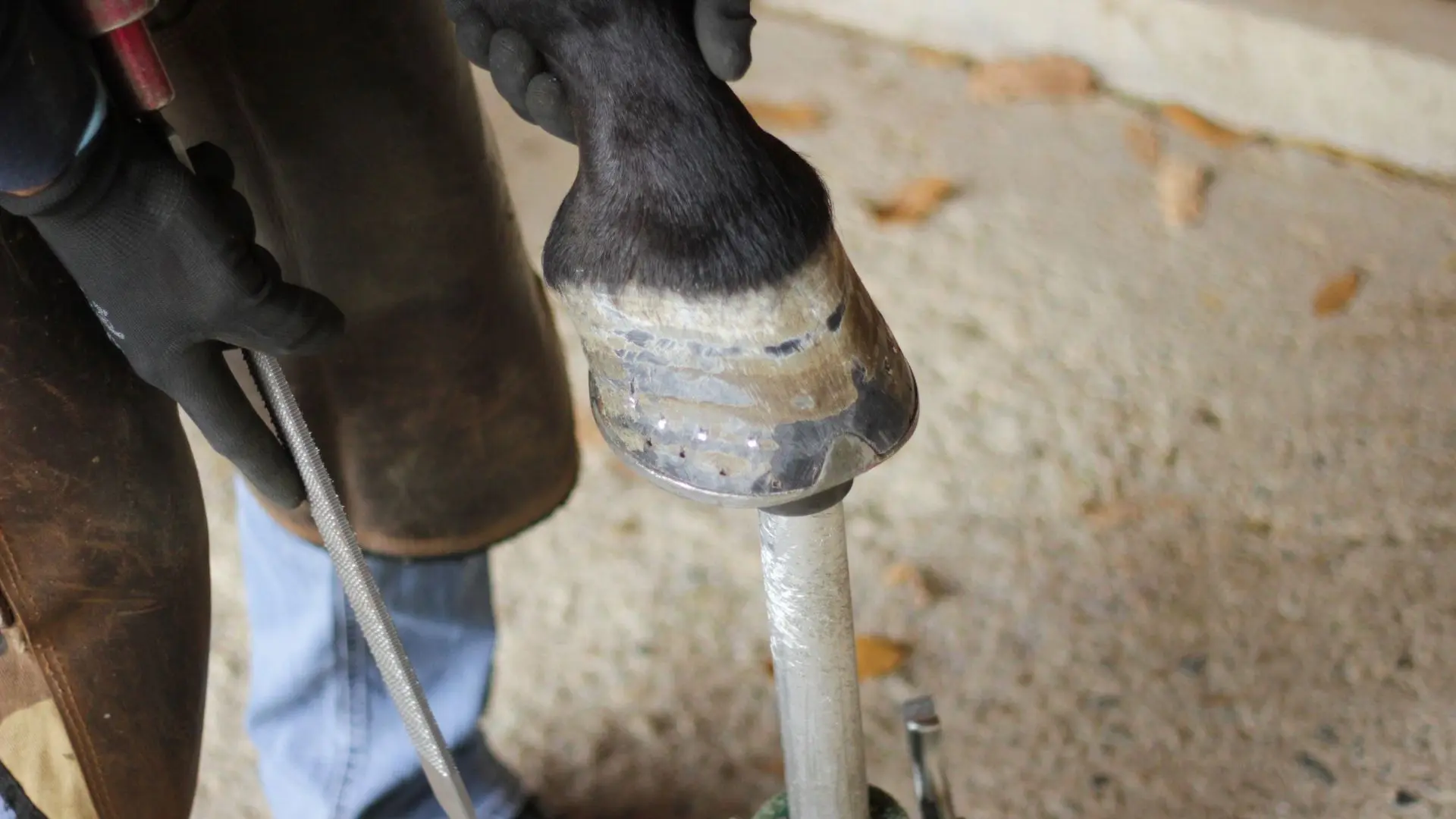 What To Look For In Hoof Supplements: A Buyer’s Guide