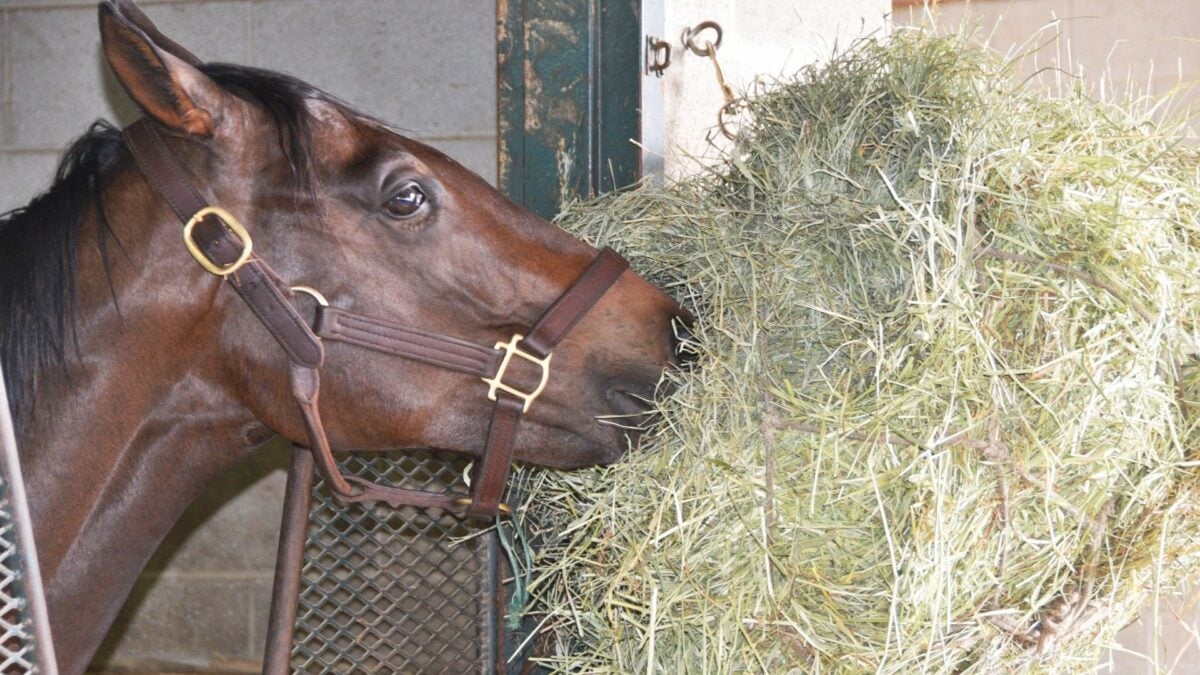 Best Practices For Feeding Horses Hay: Equine Nutrition