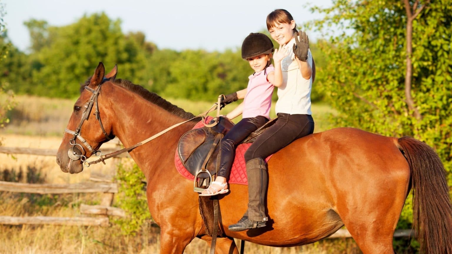 Horse Ownership For Beginners: Everything You Need To Know
