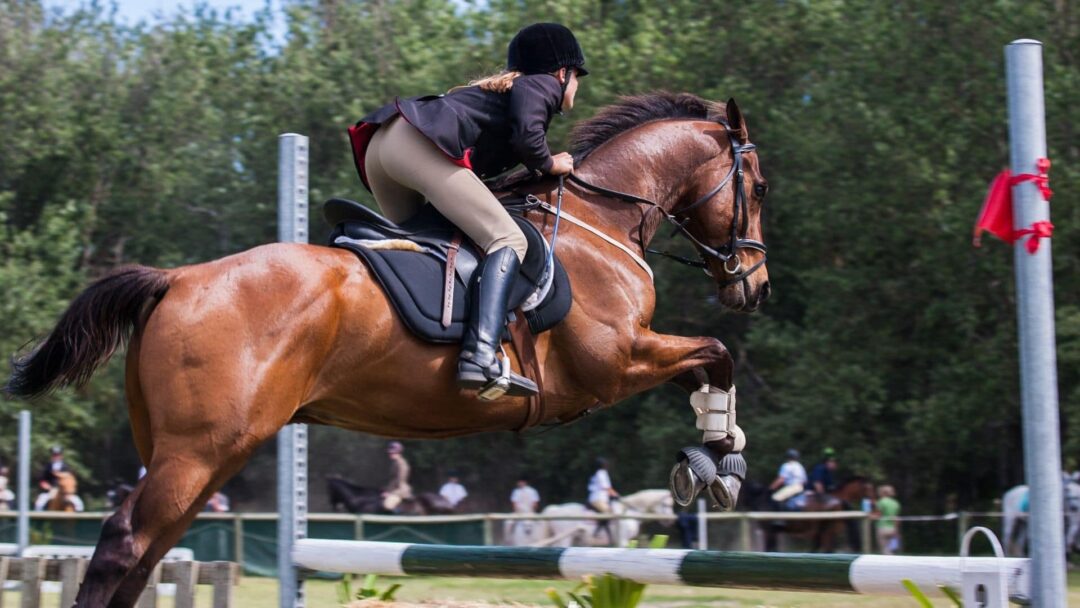Equestrianism 101–Meaning, Skills, And Horse Sports