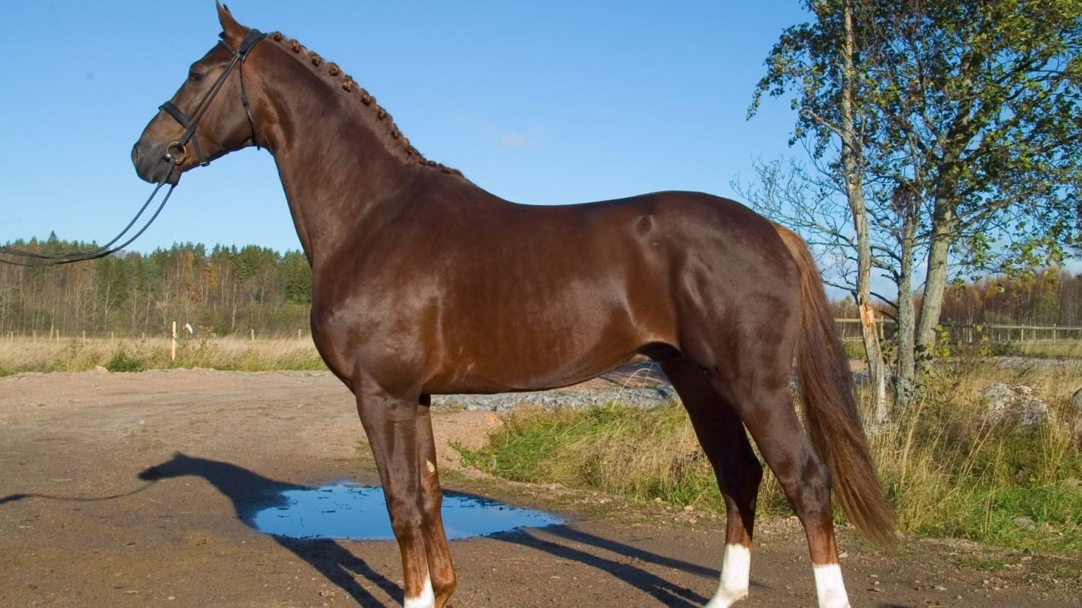 What Is the Oldest a Horse Can Breed? Mares and Stallions