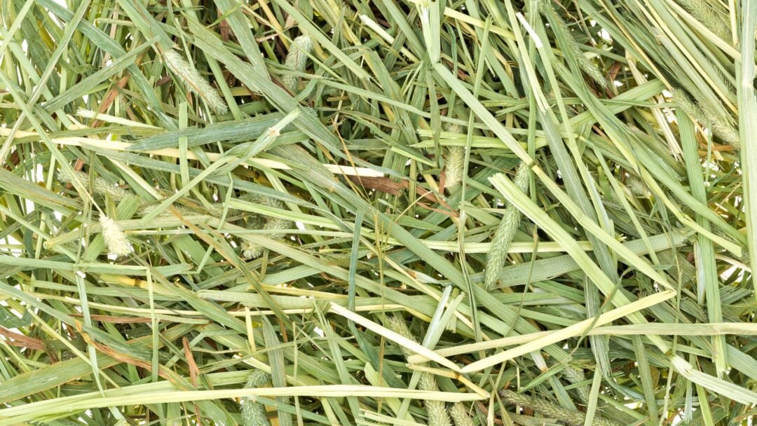 Timothy Vs Bermuda Vs Alfalfa Hay – Best Horse Hay Compared