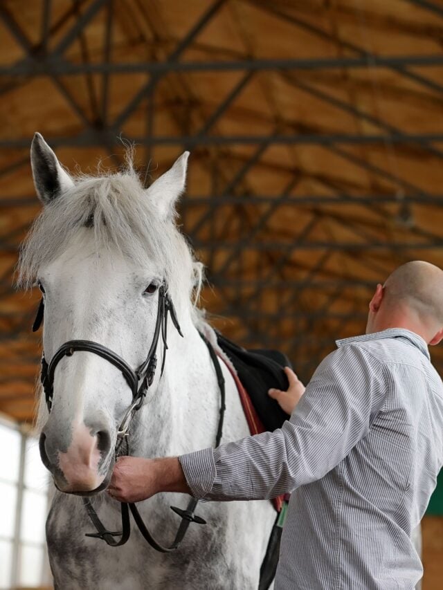 Horse Training: Step by Step Guide for Beginners