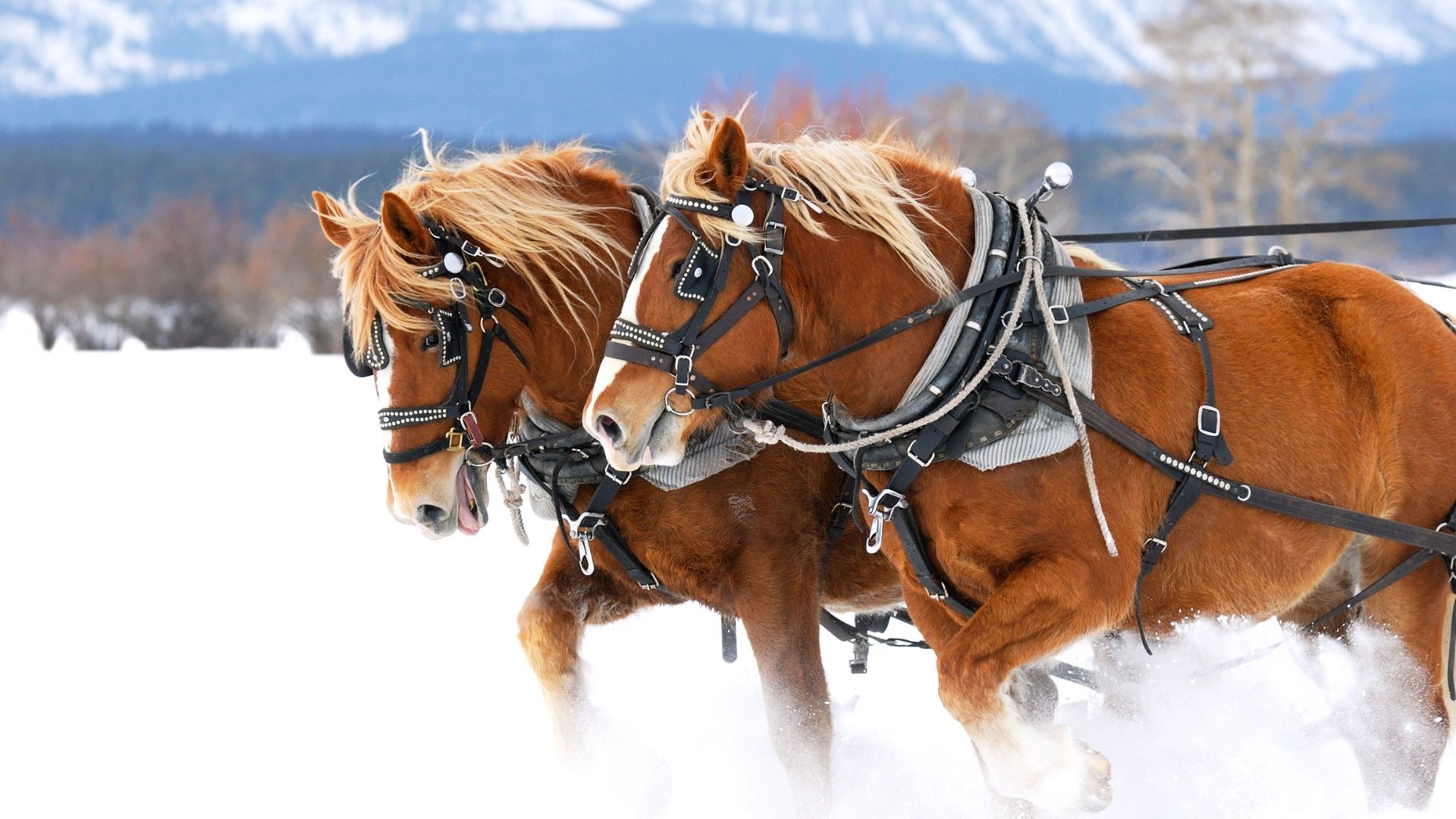 Draft Horse Breeds – Smallest, Biggest, Gentlest!
