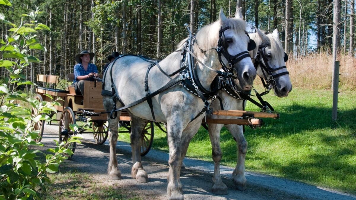 Draft Horses Guide: Best Uses, Breeds Comparison & Ownership