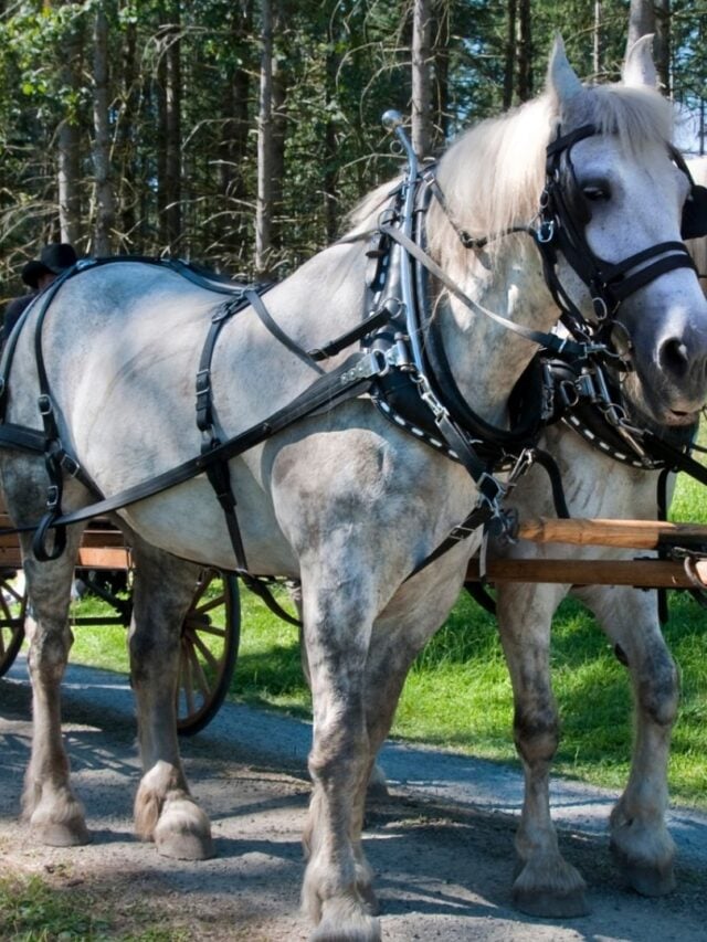 Draft Horses Test Horse Racing Sense