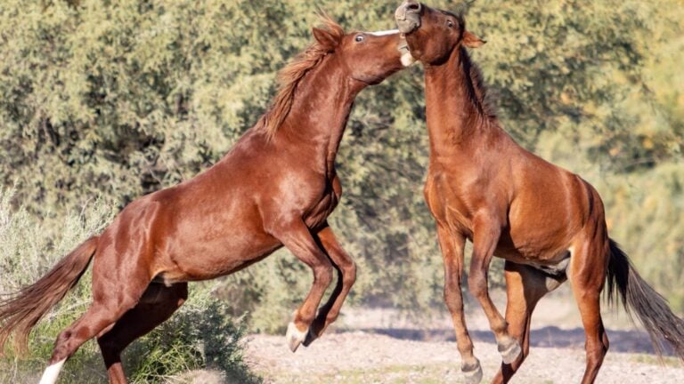 How Strong Is A Horse? Let's Look At Their Power!