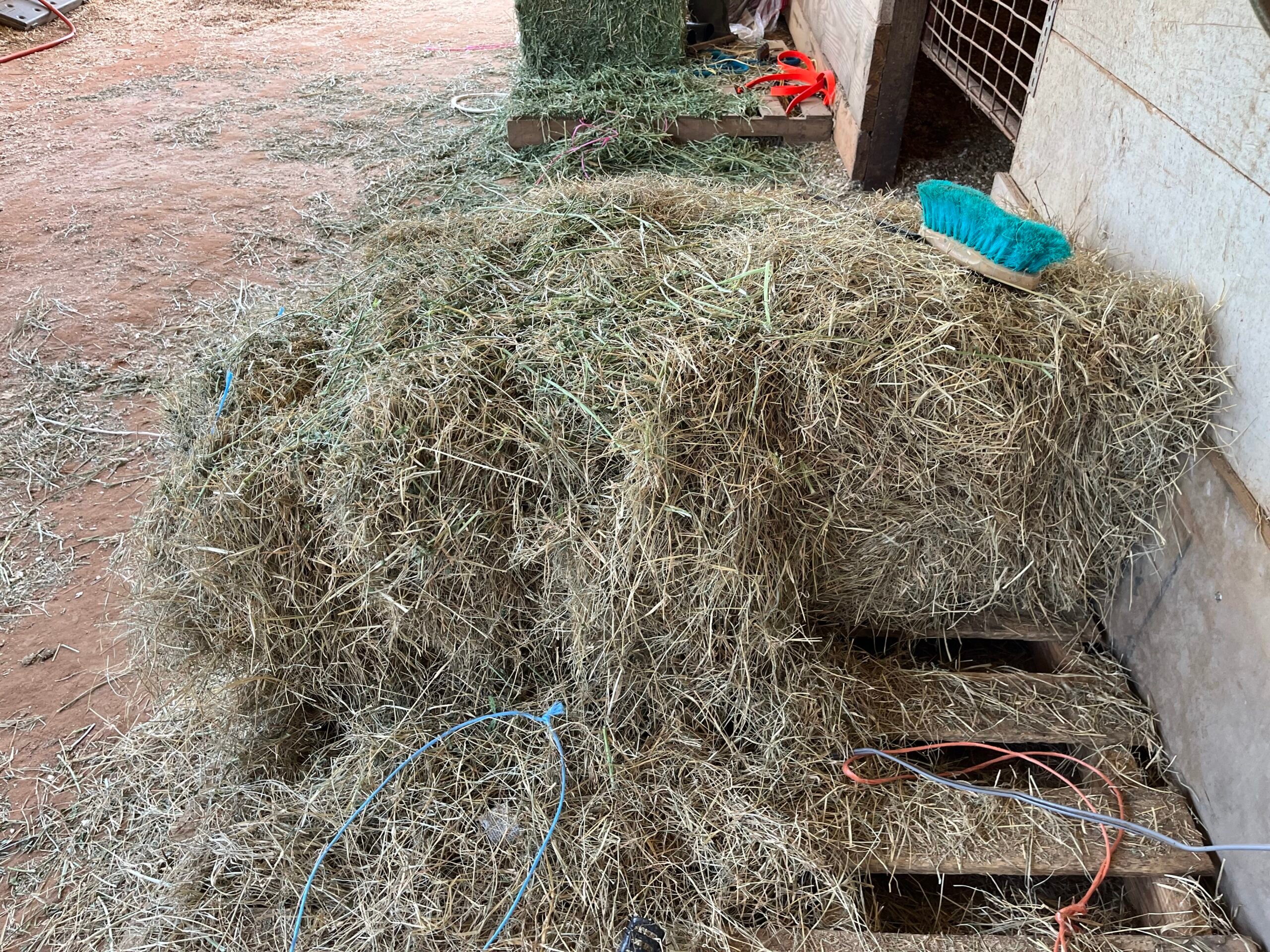 Horse Hay: The Best Kind To Buy And How To Choose It