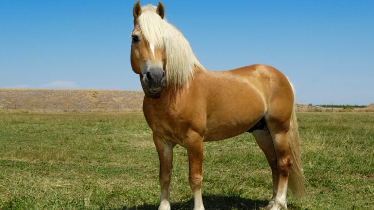 Draft Horse Breeds – Smallest, Biggest, Gentlest!