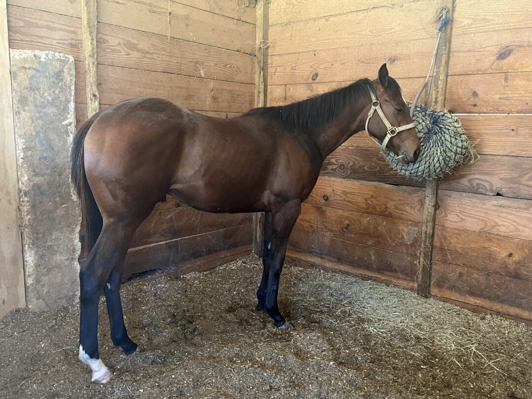 What Horses Are Used For Polo? 4 Popular Polo Pony Breeds.