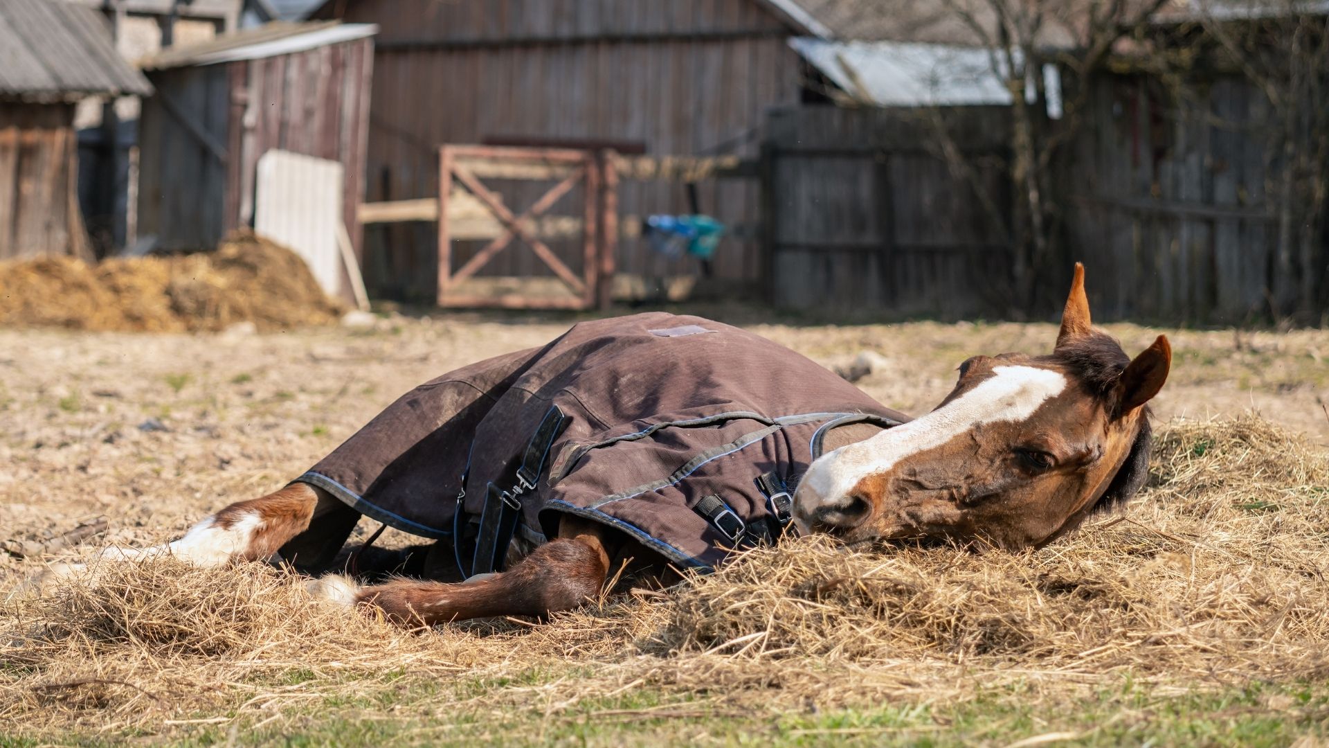 Qué Hacer Con un Caballo Muerto: Una Guía Estratégica | Hispanic Net