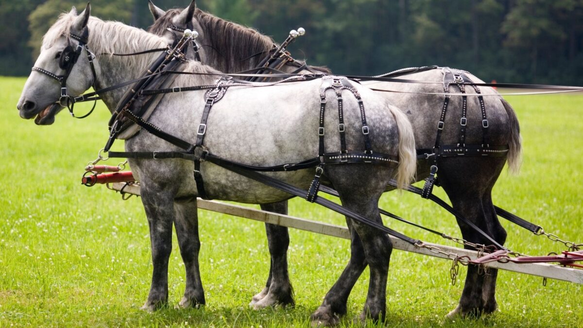 Horse Breeds: The Ultimate Guide