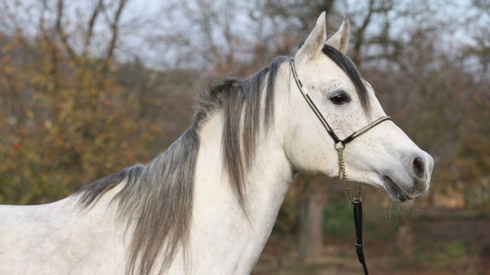 Horse Tack: Halters-Choosing The Best Type For Your Needs