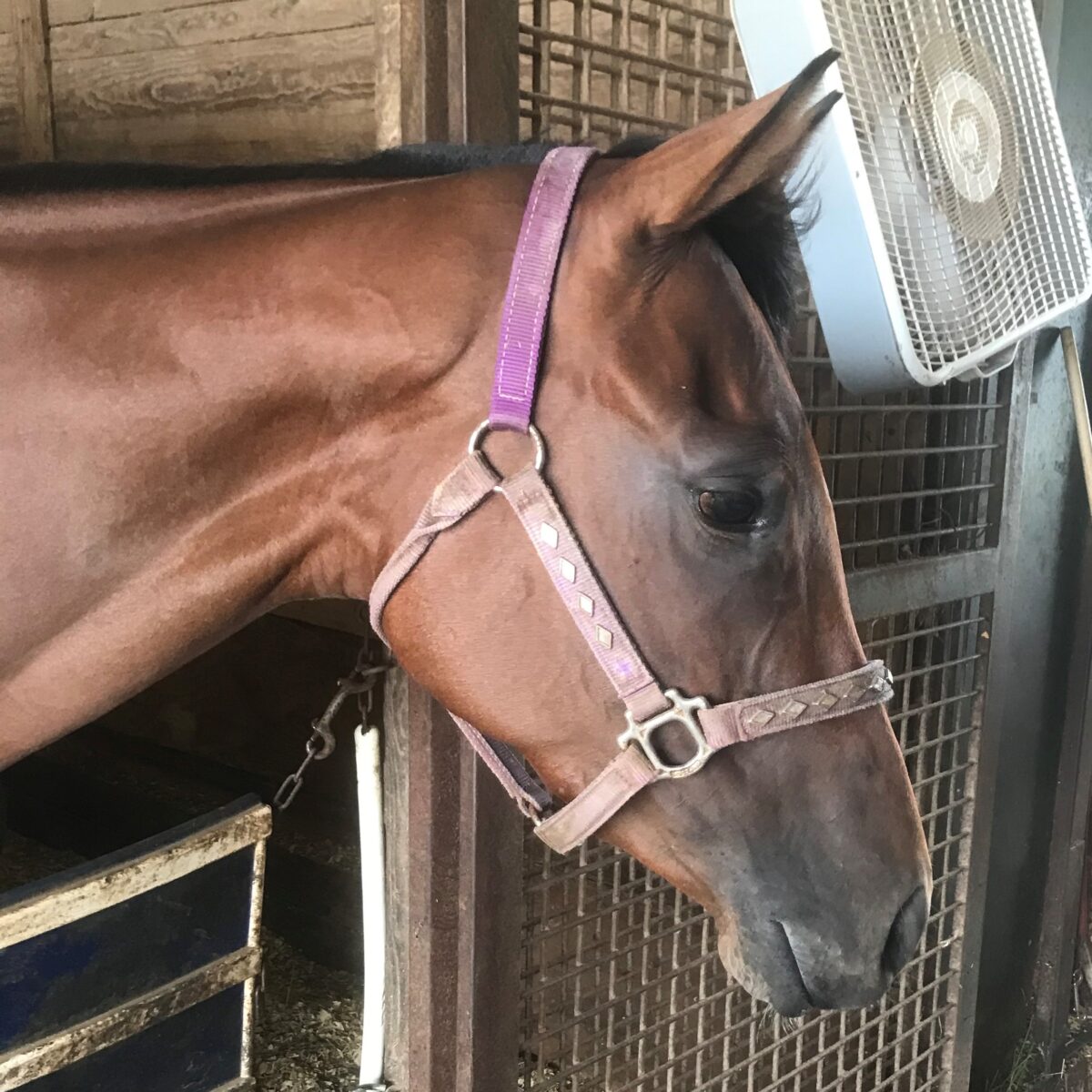 Horse Tack: Halters-Choosing The Best Type For Your Needs