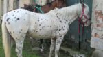 Horse Cancer: Symptoms, Common Types, and Surviving