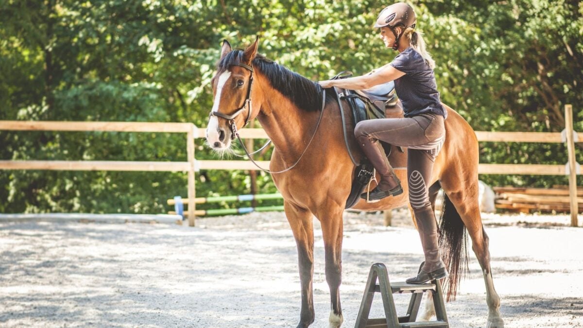 Horse Training: Step By Step Guide For Beginners