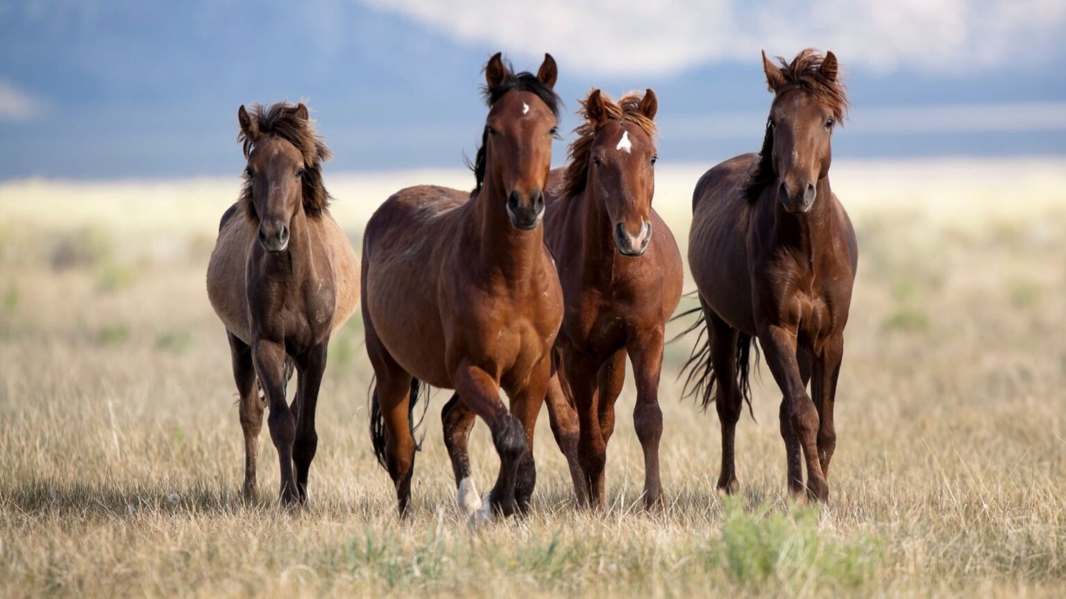 Horse Characteristics: Physical, Behavior, And Fun Facts.