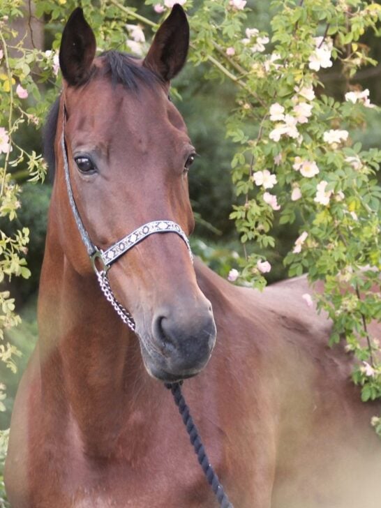The Brindle Horse: Color Patterns, Rarity, And Breeds