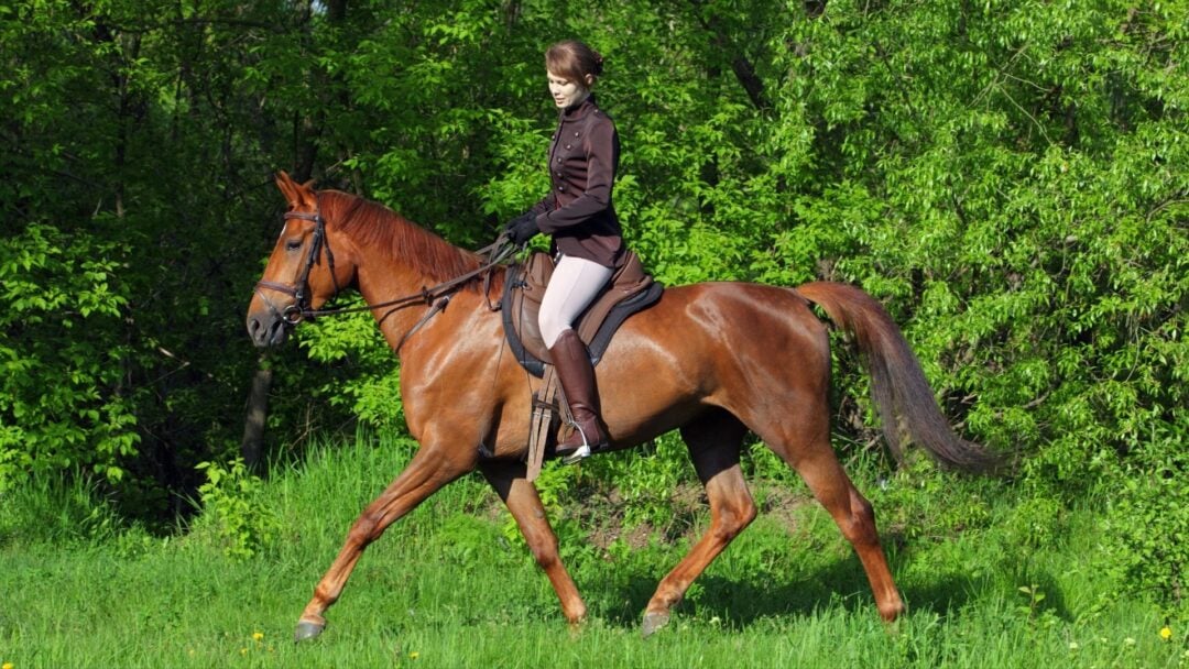 Horse Bridles 101: A Comprehensive Guide For Riders