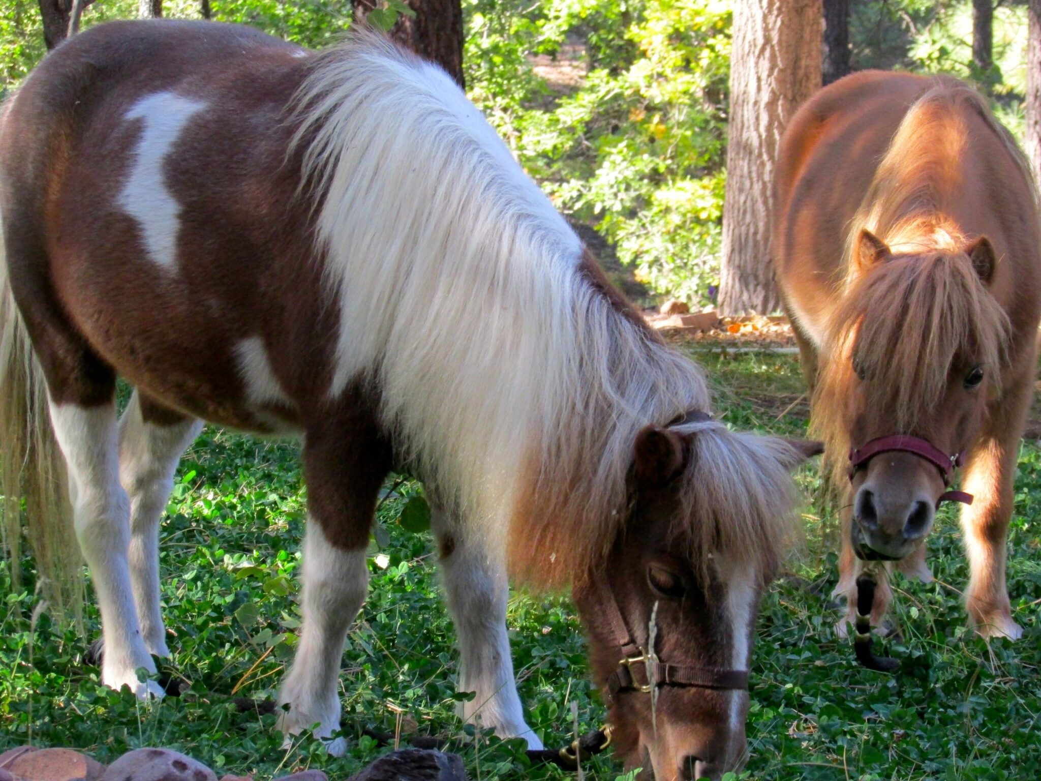 Shetland Pony Facts: Height, Colors, And History