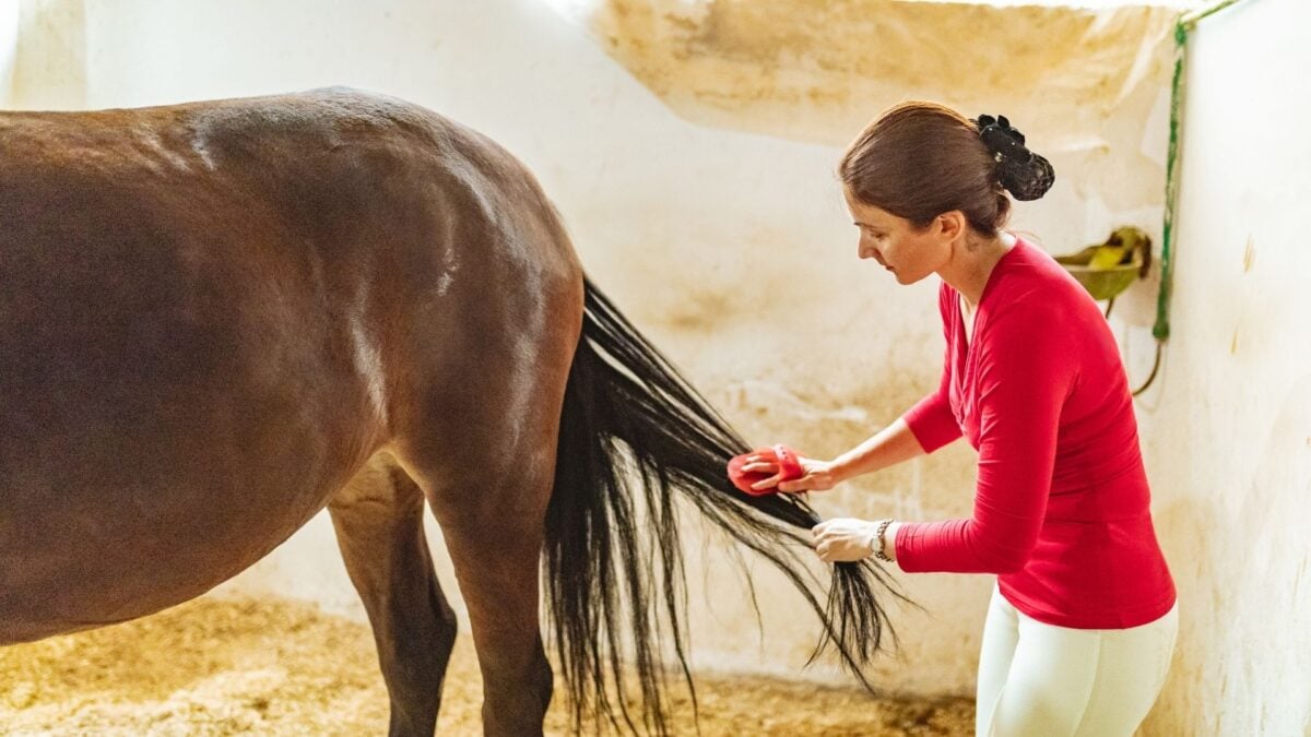 Horse Care Checklist: Daily, Weekly, And Monthly Routines