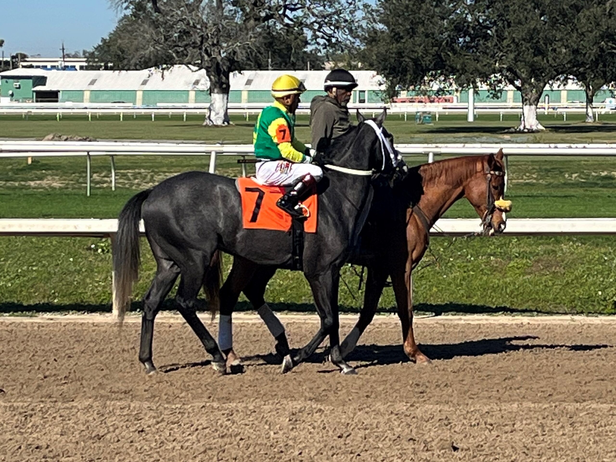 Why Good Conformation Is Important In Performance Horses