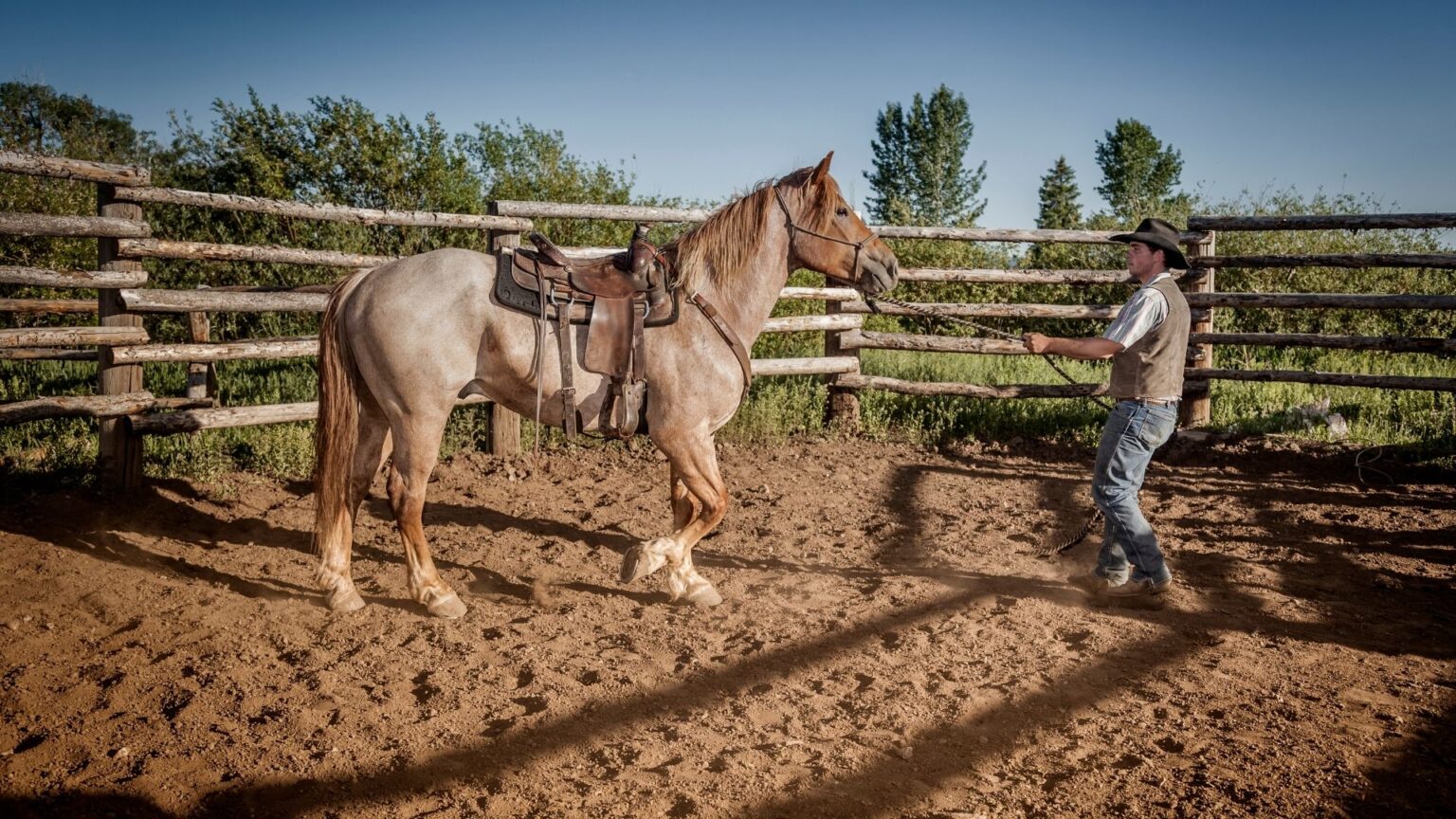 What Are Roan Horses? The Color They're Born And Other Facts