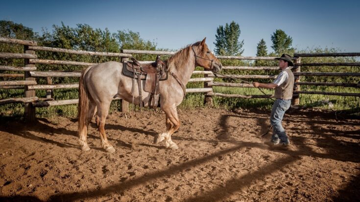 What Are Roan Horses? The Color They're Born And Other Facts