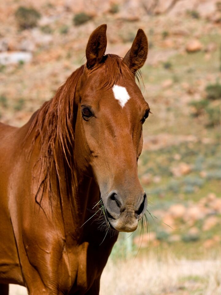 10 Best Horse Breeds For Trail Riding: Expert Recommendations