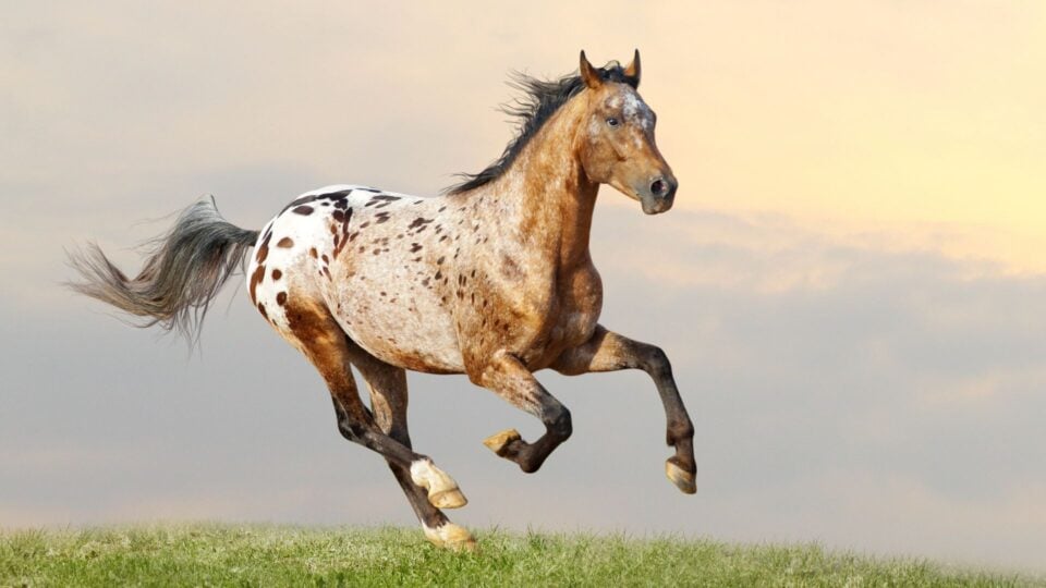 Appaloosa Horse Breed: History, Patterns, Traits, And Pics.