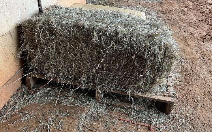 Horse Hay: An Owner’s Guide