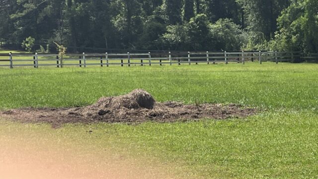 Will Horses Eat Moldy Hay? 7 Essential Facts