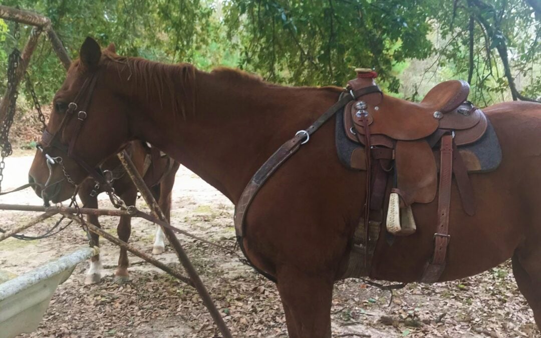 Best Horse Breeds For Beginners: Safe & Forgiving Choices