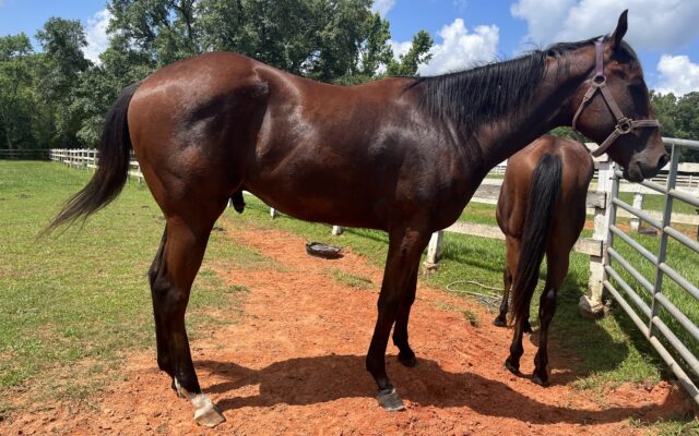 What Are Horse Paddocks? Their Uses, Sizes, And Cost.