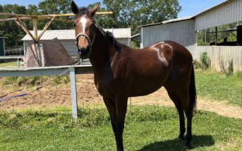 Thoroughbred Horse Breed: History, Versatility, And Care