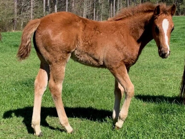 Colt And Filly: Learn To Use Horse Terms In Context