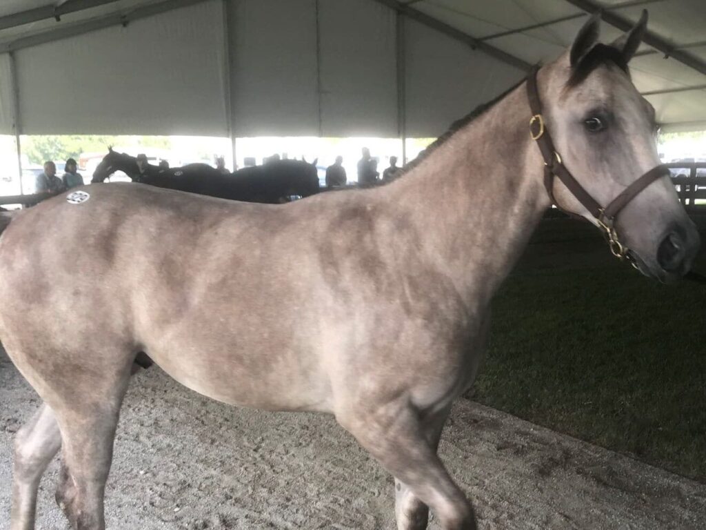 Horse Auction: How To Buy A Good Horse And Avoid Mistakes.